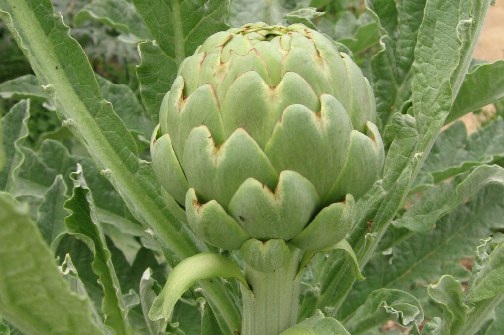 Artichokes - Anne of Green Gardens