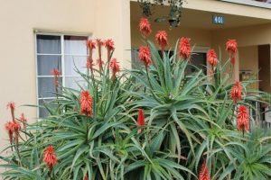 Aloe Vera: Amazing Plant! - Anne of Green Gardens