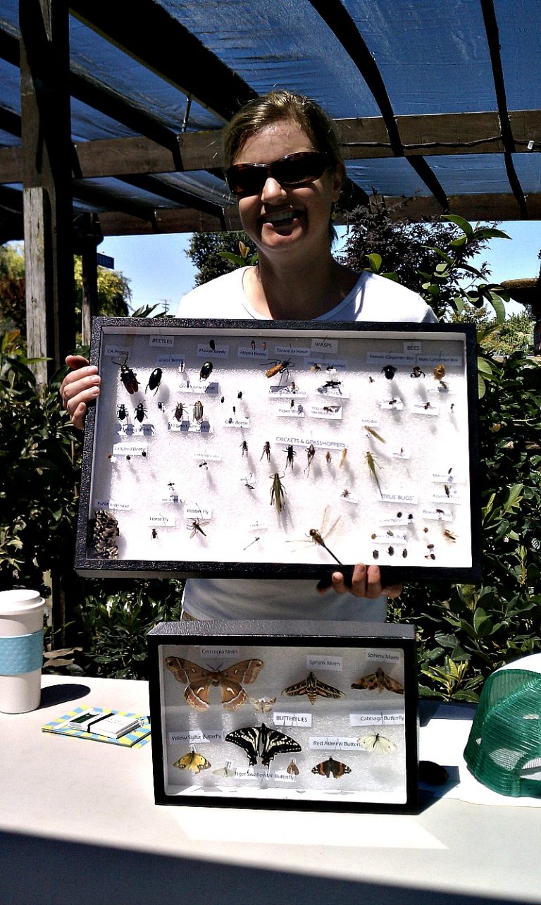 What Do I Need to Know Before Starting an Insect Collection? - Anne of ...