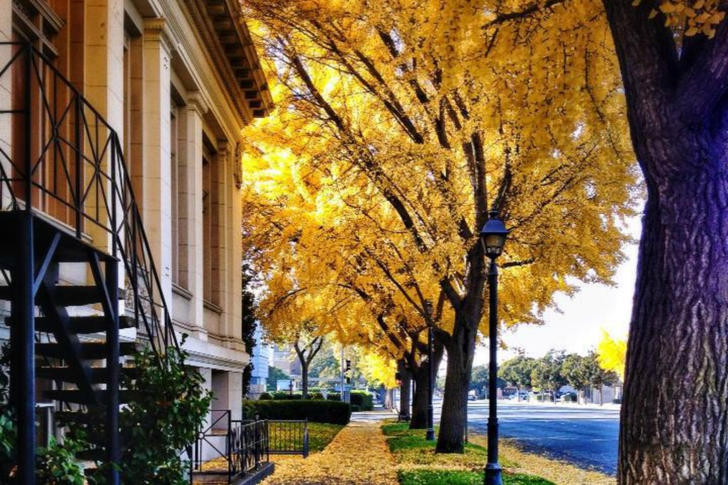 Best Fall Color Plants - Anne of Green Gardens