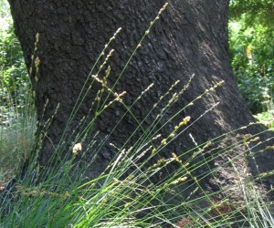 Perennial Flowers - Anne of Green Gardens