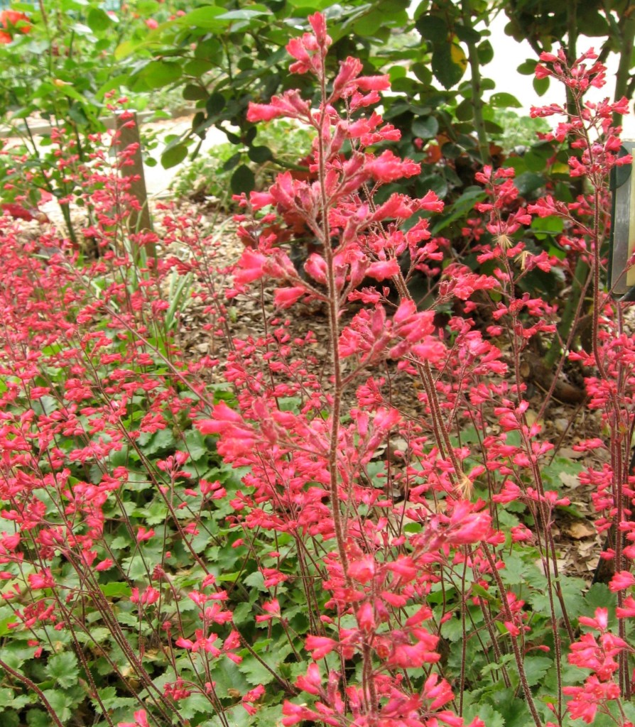 Perennial Flowers - Anne of Green Gardens