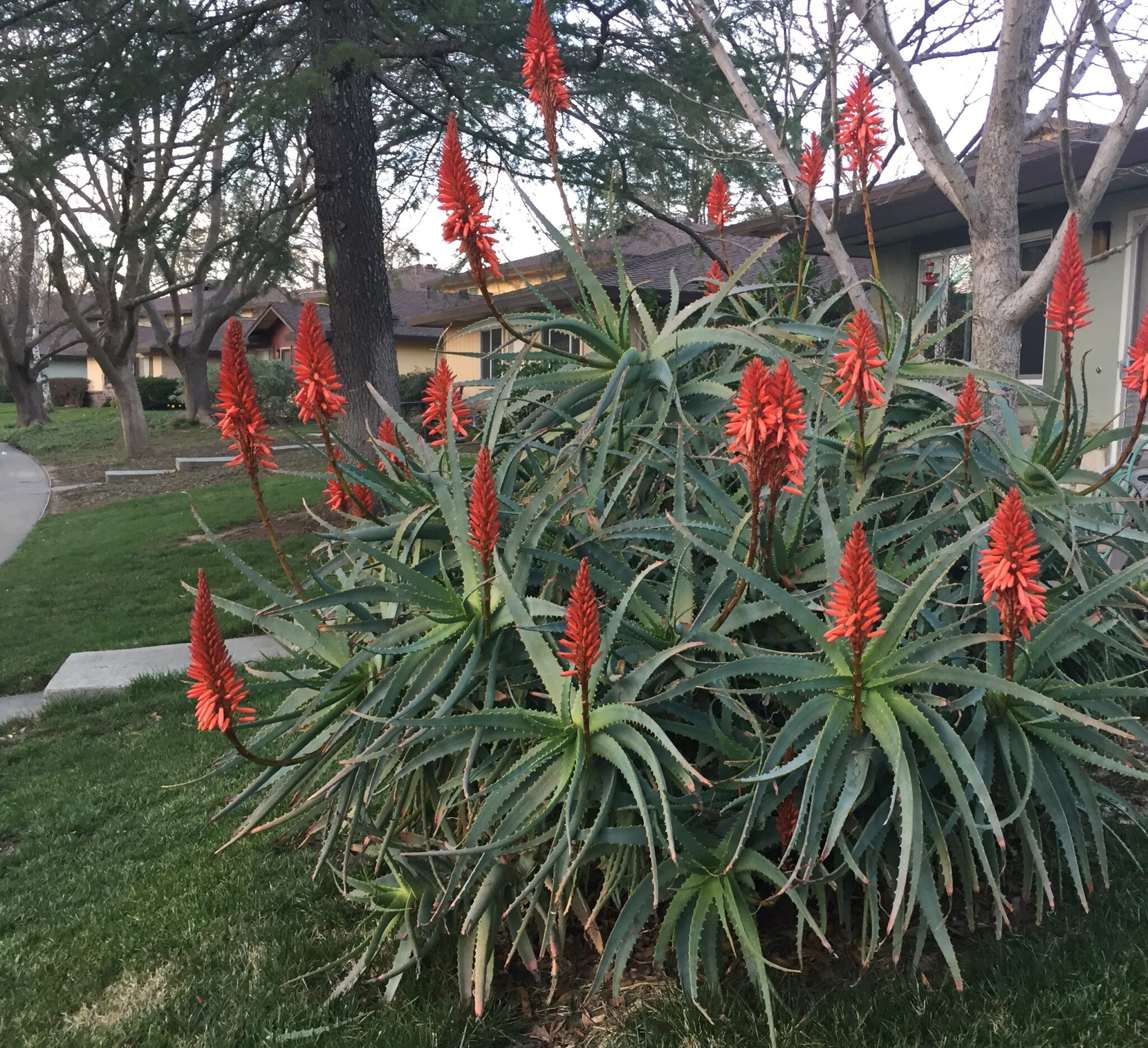 Anne of Green Gardens